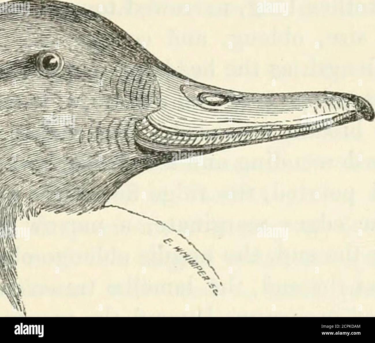 Blunt claws hi-res stock photography and images - Alamy