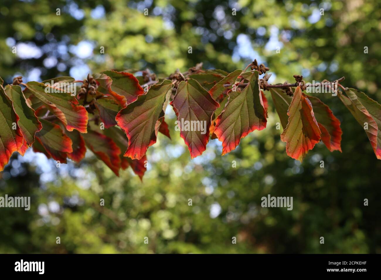 Chinese walnut tree hi-res stock photography and images - Alamy