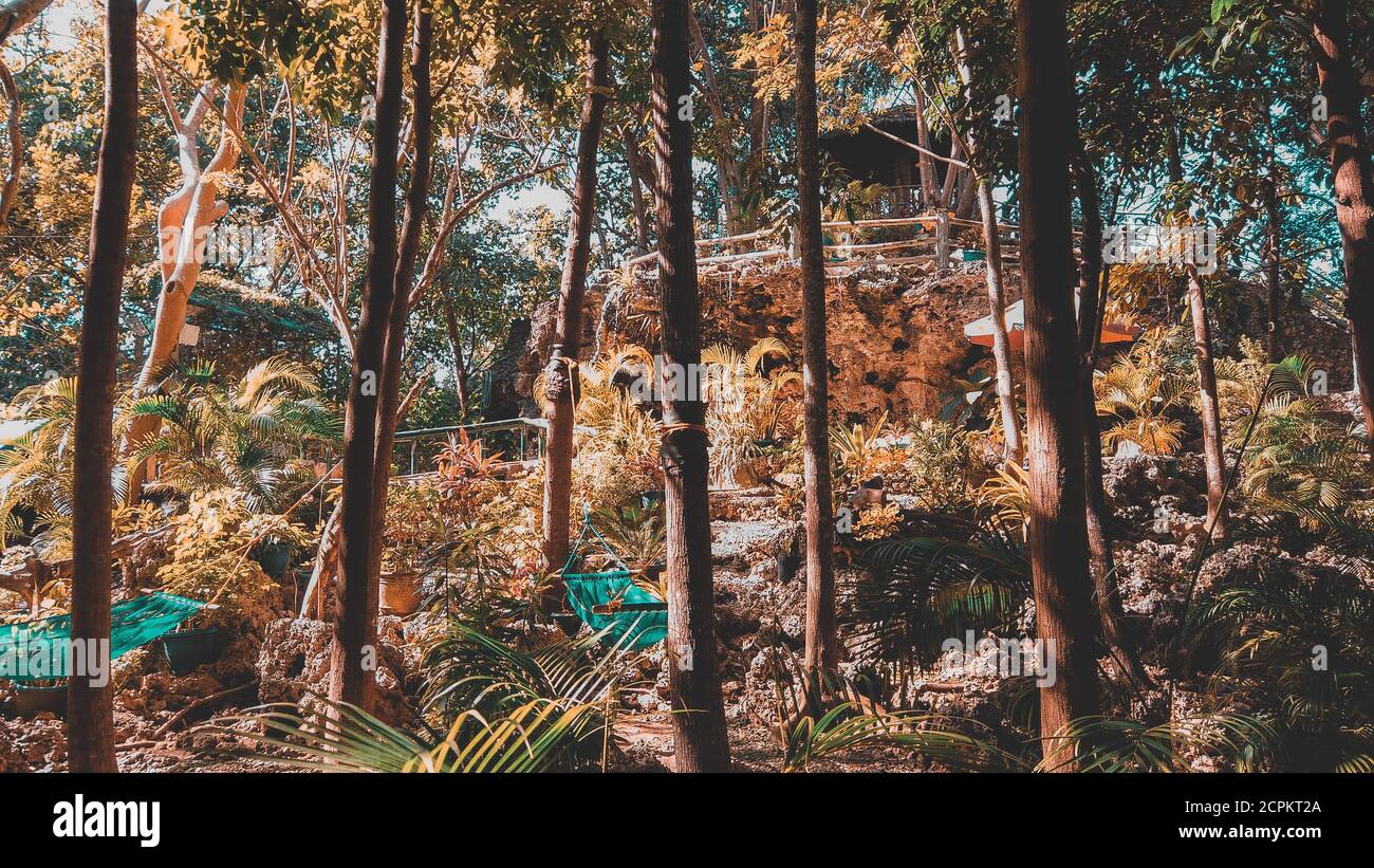 Forest inside the enchanted cave park Stock Photo - Alamy