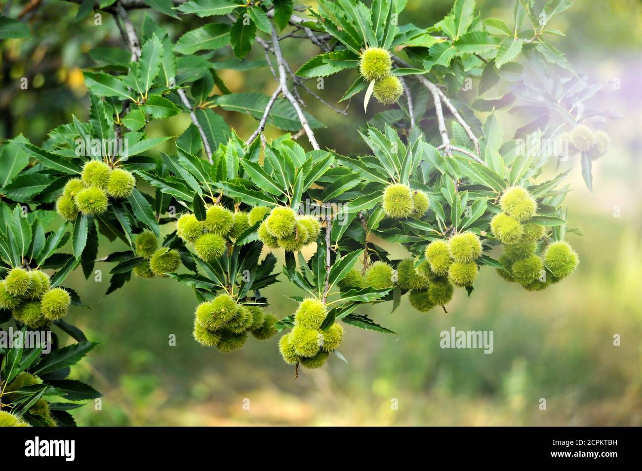 chestnuts tree branch wiith fruits and leaves image Stock Photo - Alamy