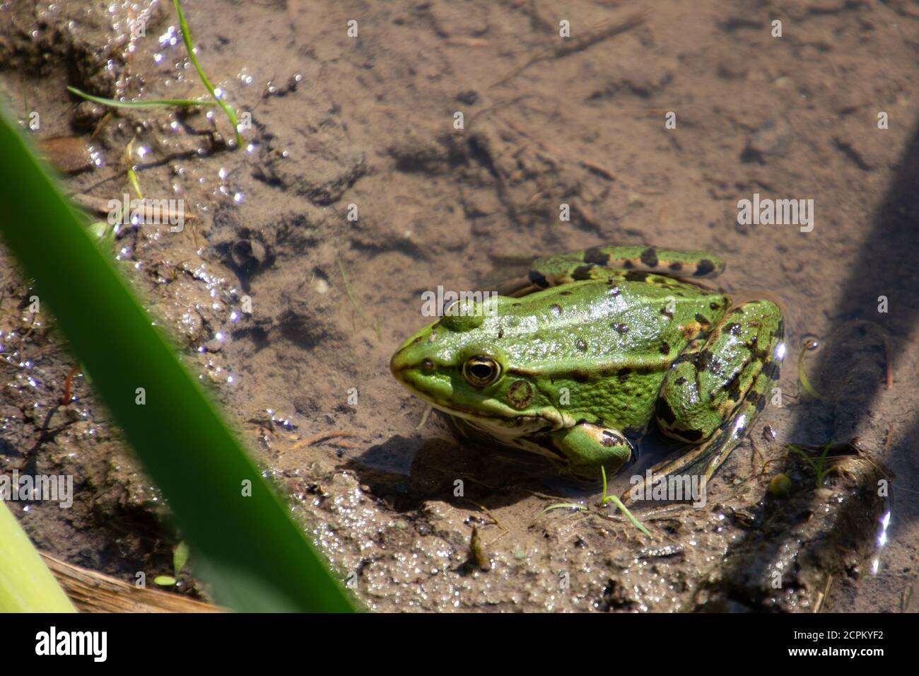 One sitting frog hi-res stock photography and images - Alamy