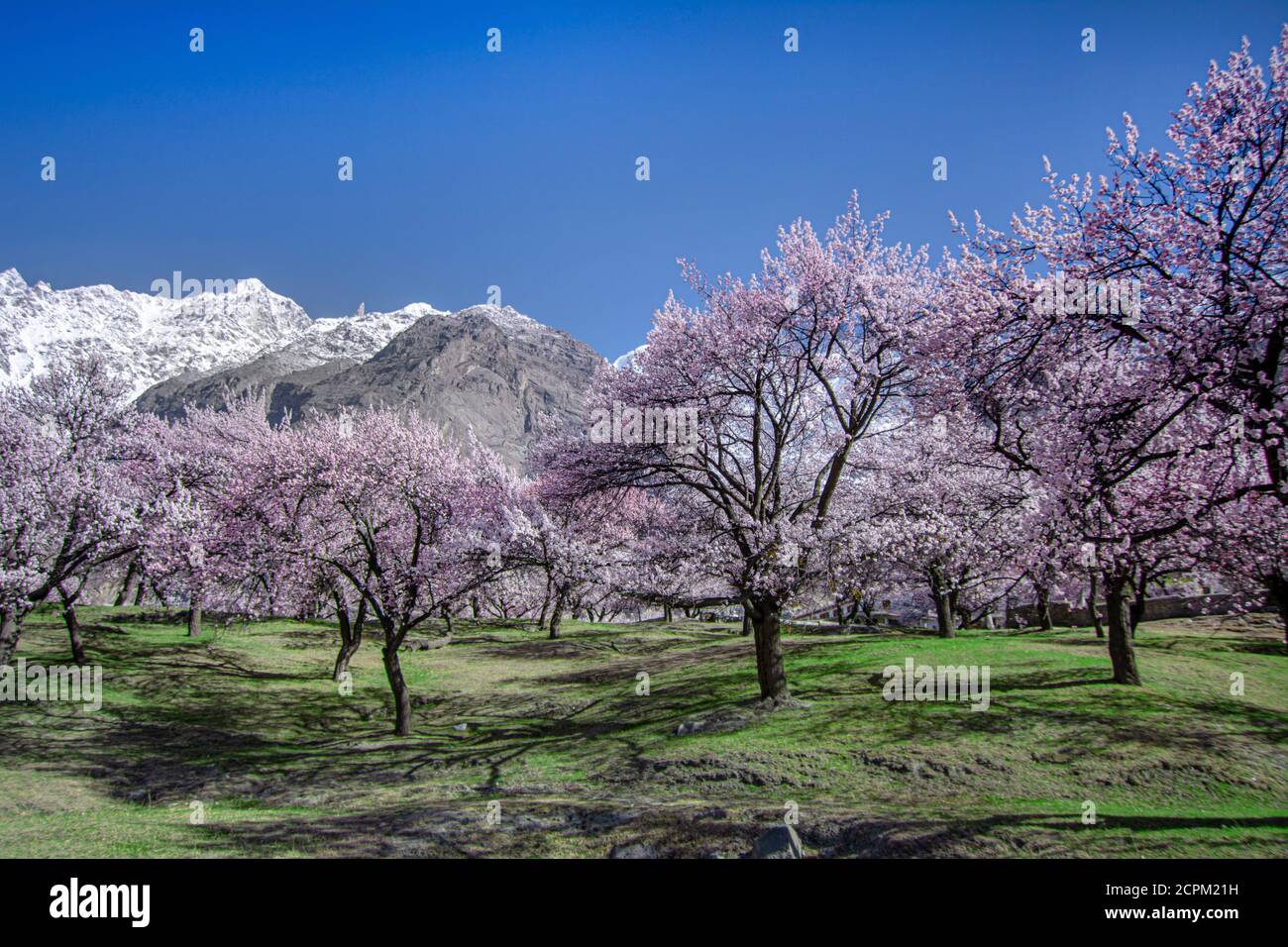 land scape photography od spring , cherry blossom and apricot blossom ...