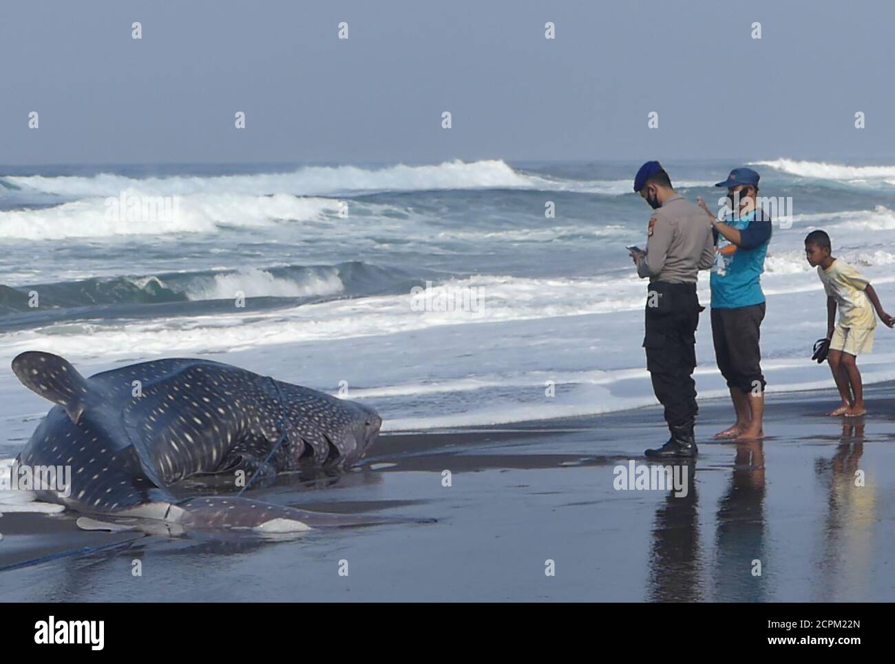 Shark stranded hi-res stock photography and images - Alamy