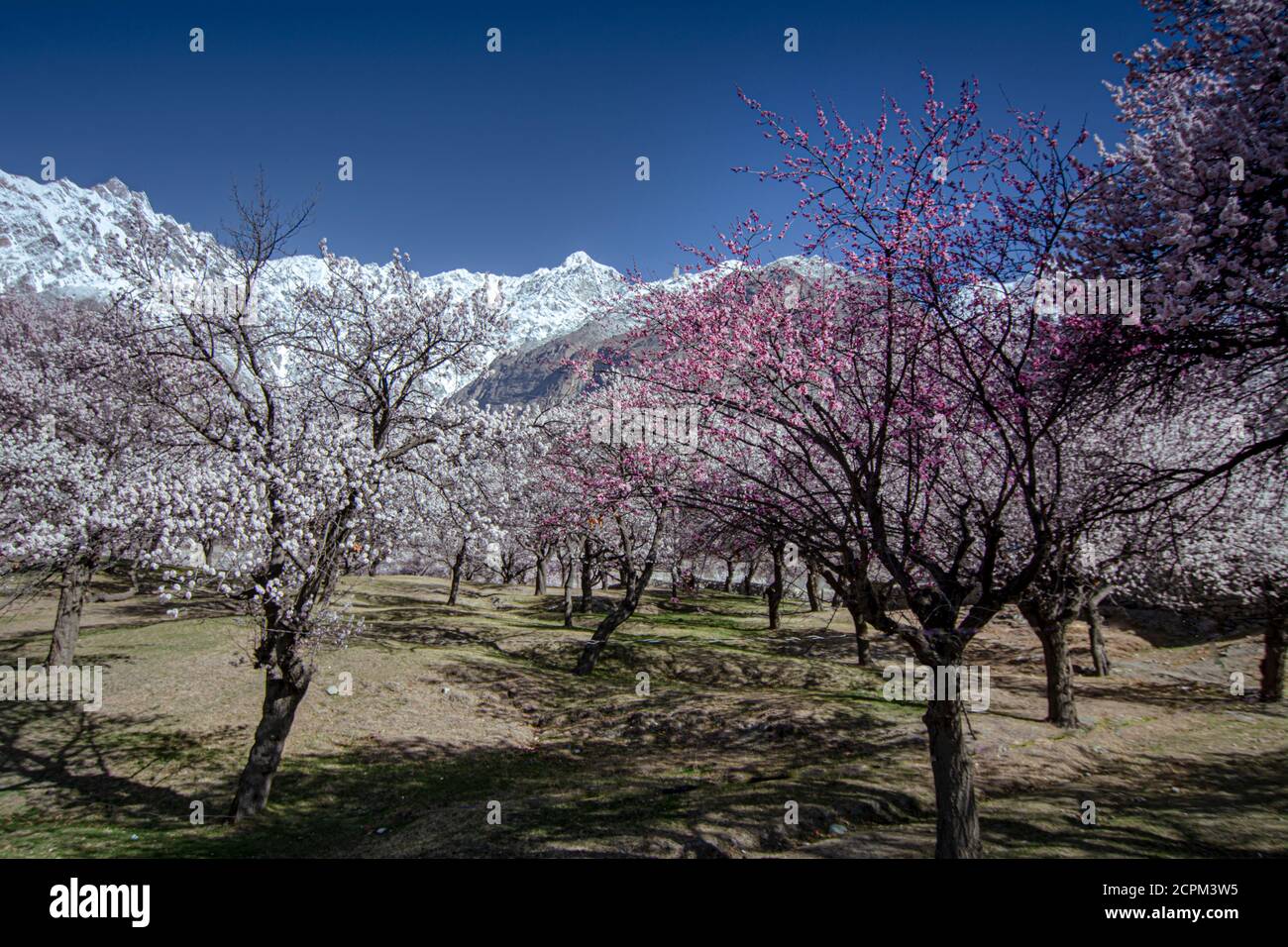 land scape photography od spring , cherry blossom and apricot blossom ...