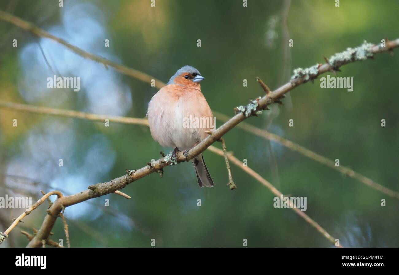finch on tree branches in forest Stock Photo - Alamy