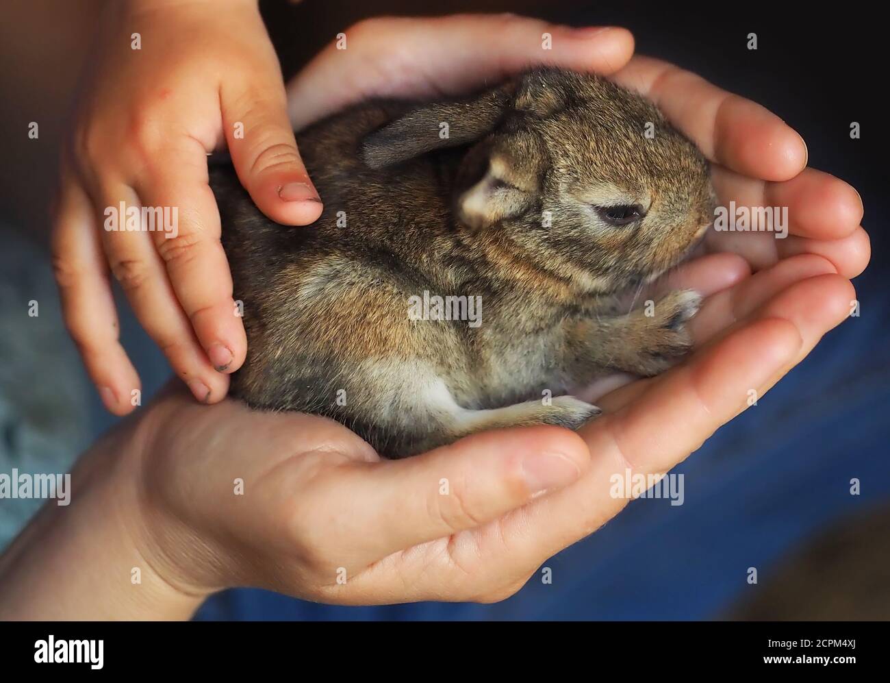 little rabbit in the hands of a child Stock Photo - Alamy