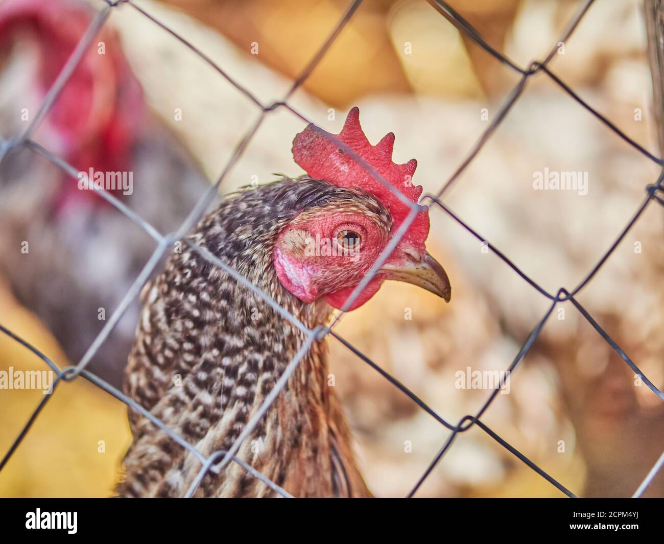 Chicken shop barcelona hi-res stock photography and images - Alamy