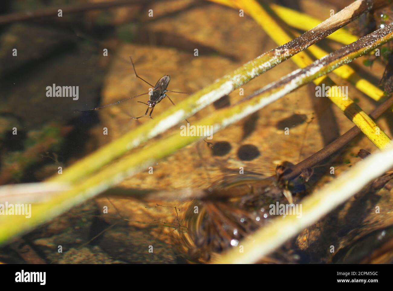 water strider in the pond. Spring Stock Photo - Alamy
