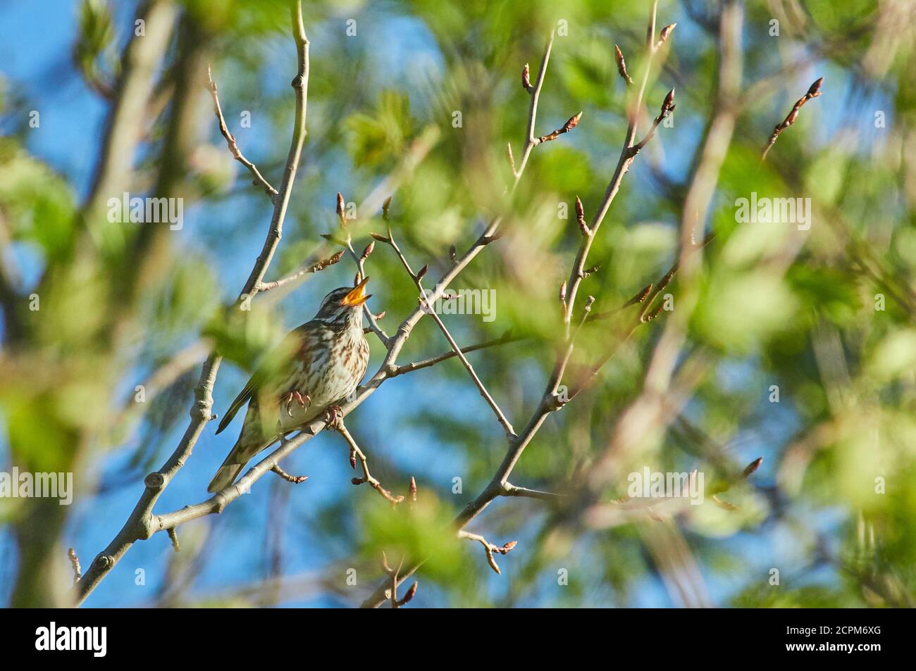 Wood thrush eating hi-res stock photography and images - Alamy