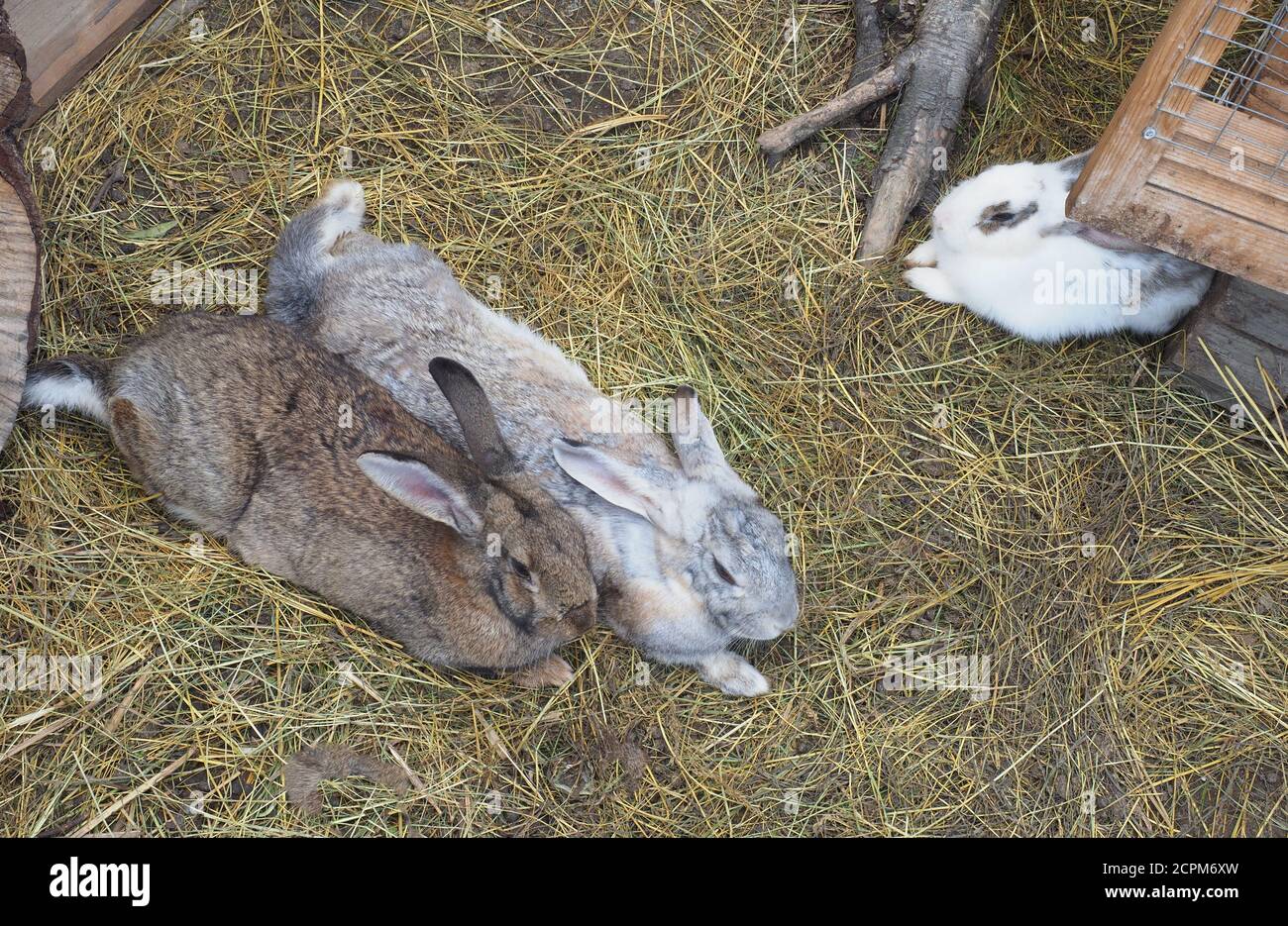 beautiful rabbits in the pen Stock Photo - Alamy