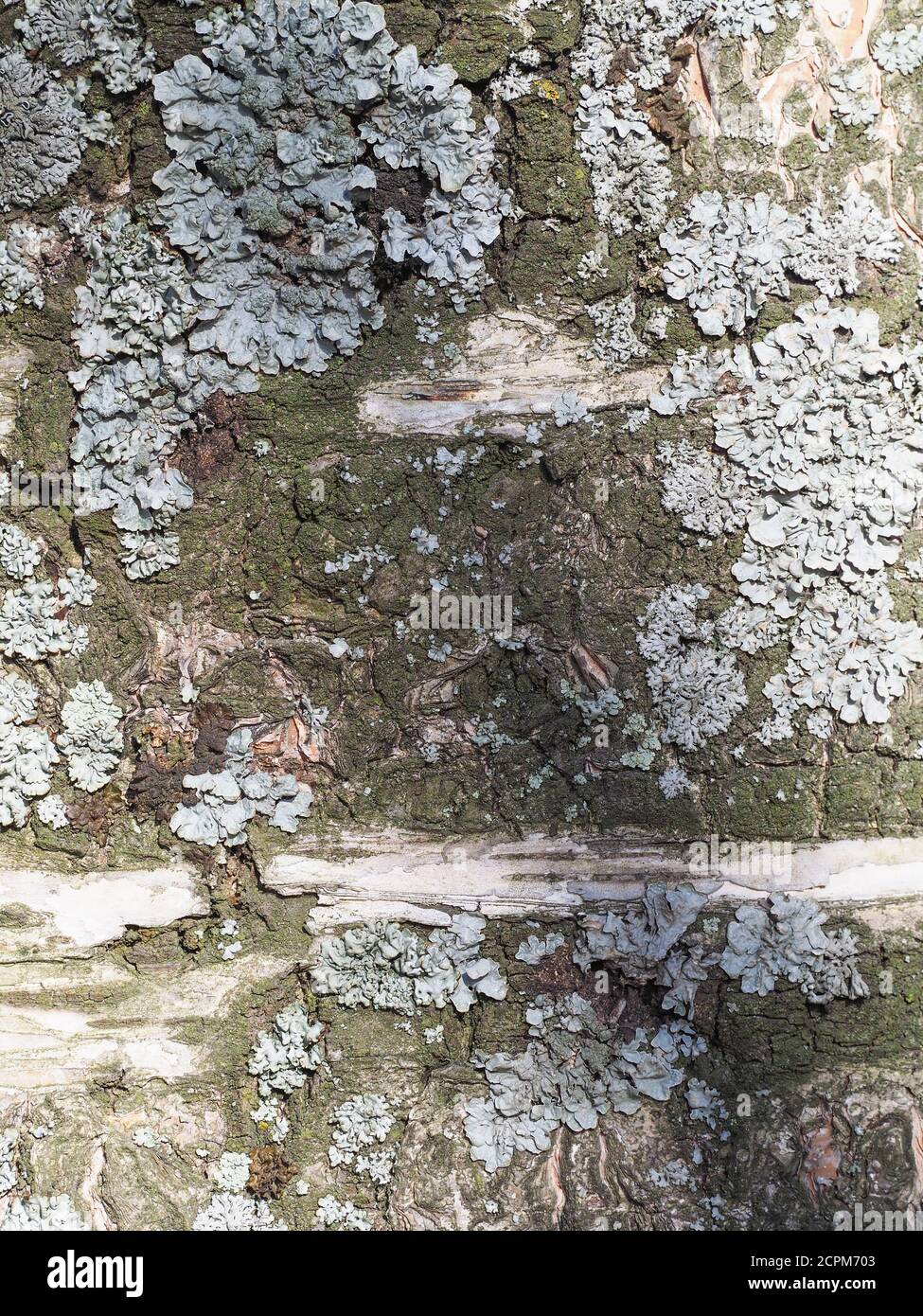 Light birch bark. beautiful background Stock Photo - Alamy