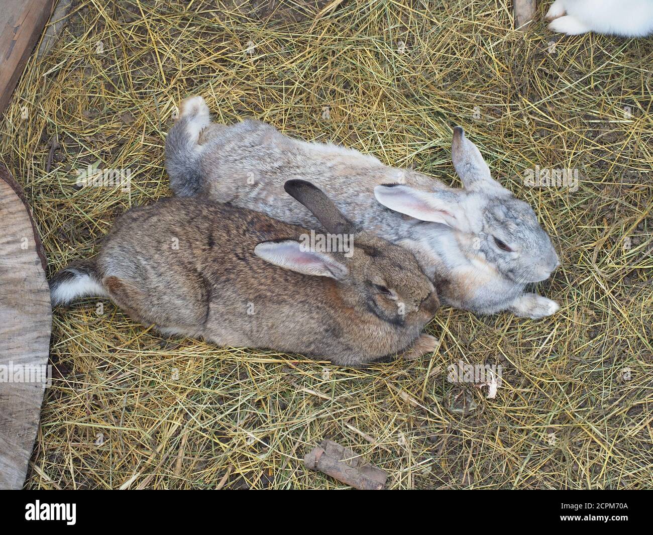 beautiful rabbits in the pen Stock Photo - Alamy