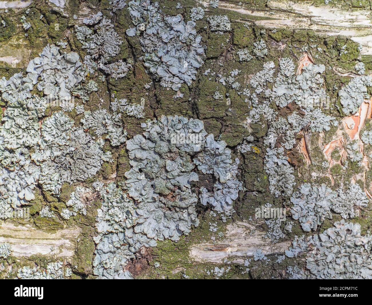 beautiful birch tree bark. background Stock Photo - Alamy