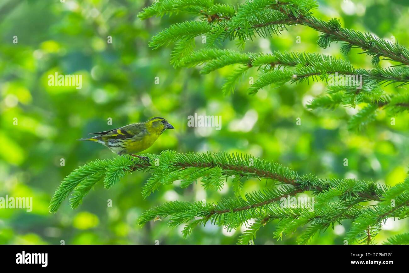siskin on a tree in the forest Stock Photo - Alamy
