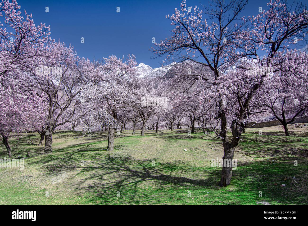 land scape photography od spring , cherry blossom and apricot blossom ...