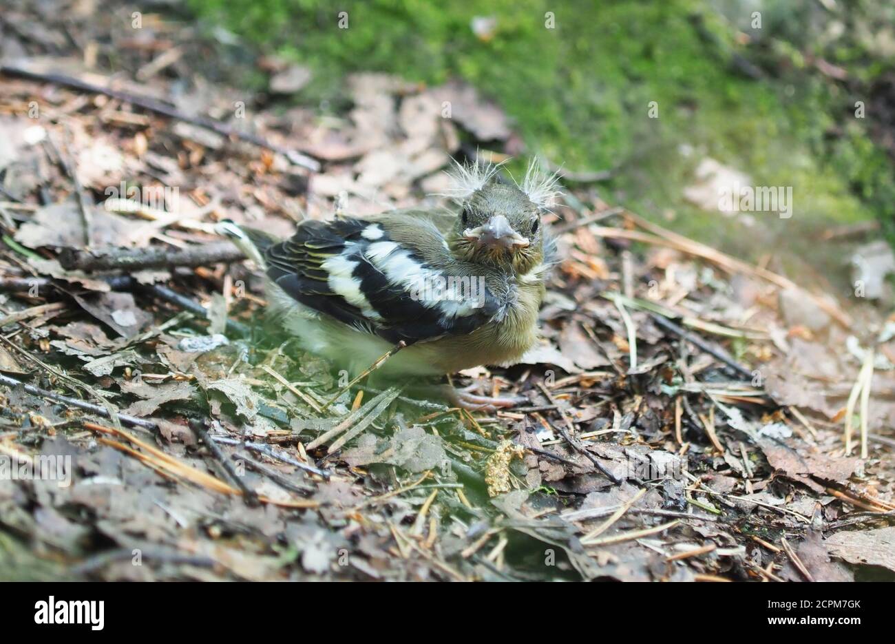 Cutie chicken hi-res stock photography and images - Alamy