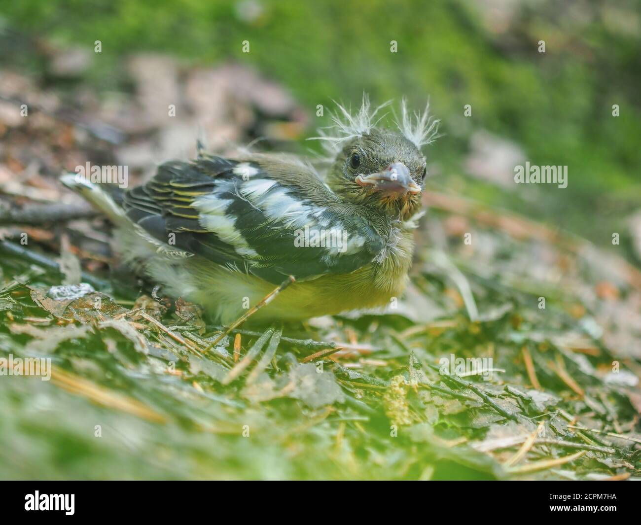 Cutie chick hi-res stock photography and images - Alamy