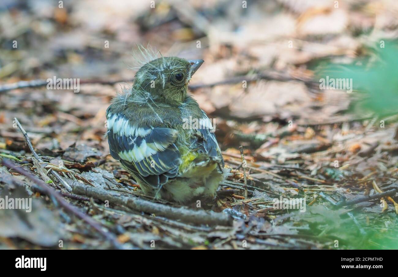 finch chick in the forest. Spring Stock Photo - Alamy