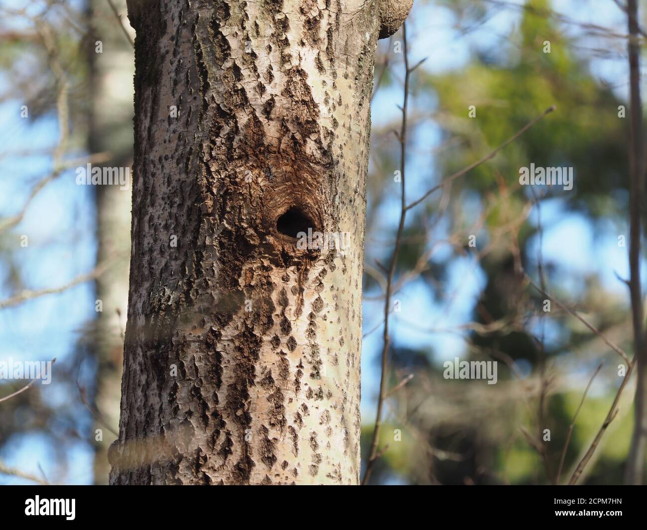 Aspen rough stem hi-res stock photography and images - Alamy