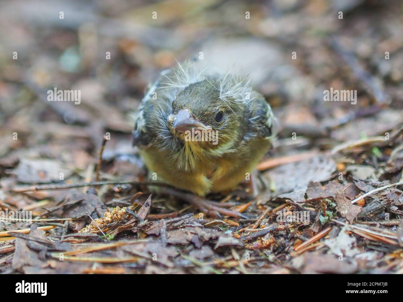 finch chick in the forest. Spring Stock Photo - Alamy