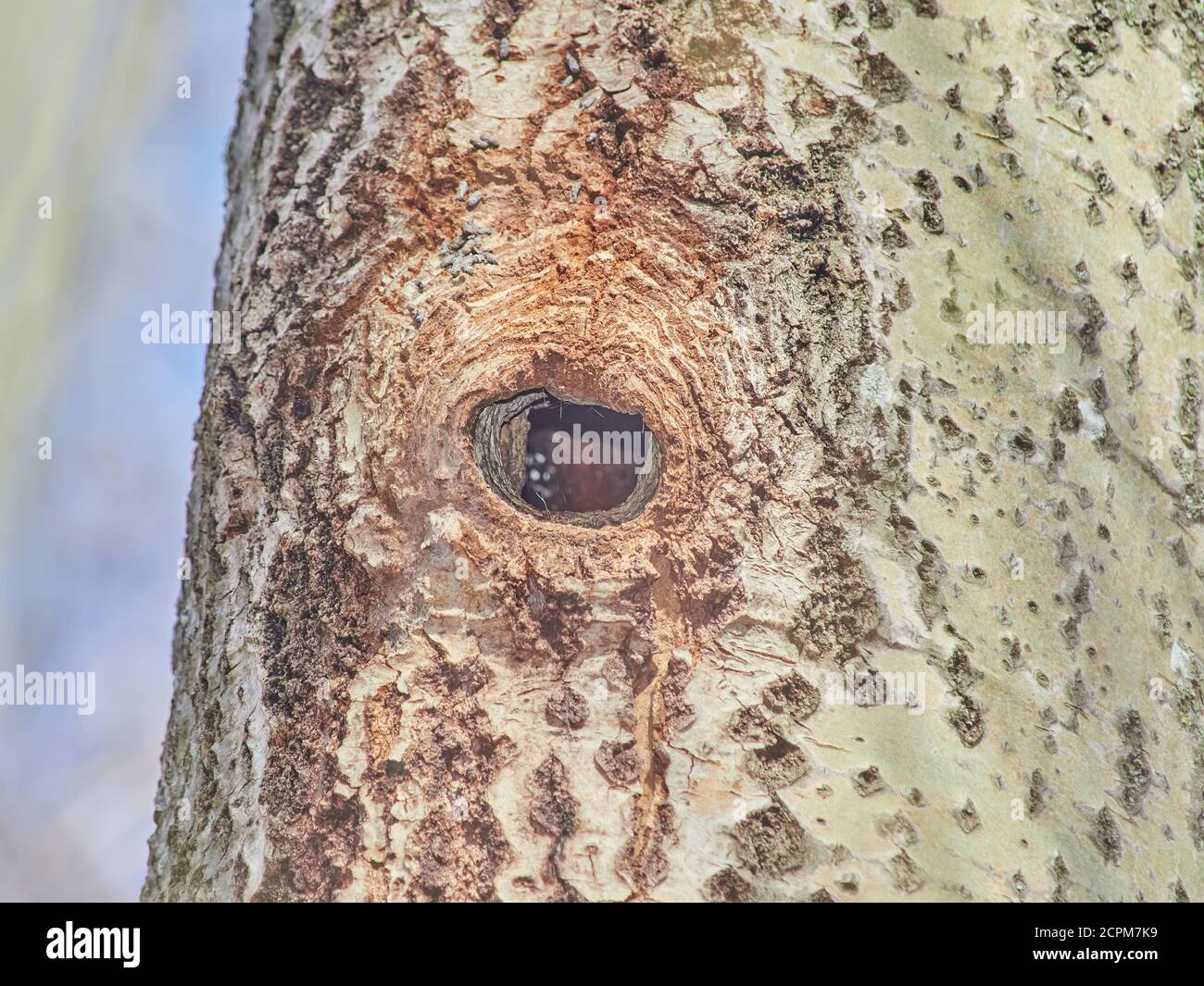 Aspen Rough Stem High Resolution Stock Photography and Images - Alamy