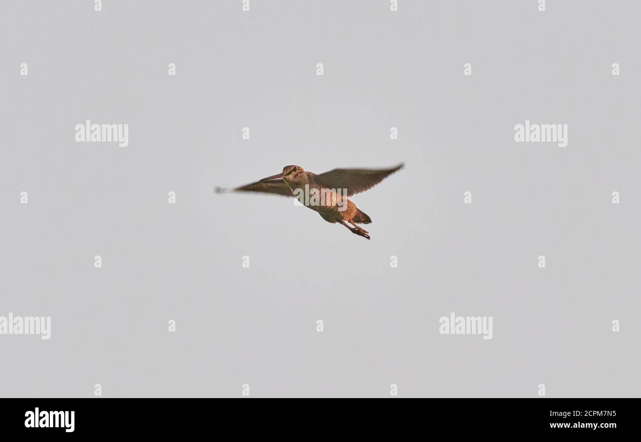 sandpiper in flight. swamp. summer Stock Photo - Alamy