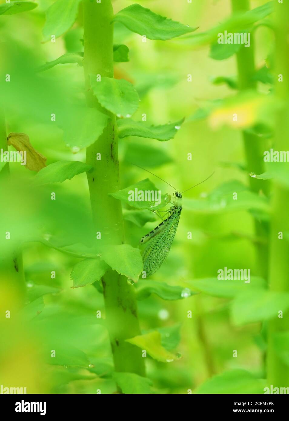 lacewing insect on the leaves. summer Stock Photo - Alamy