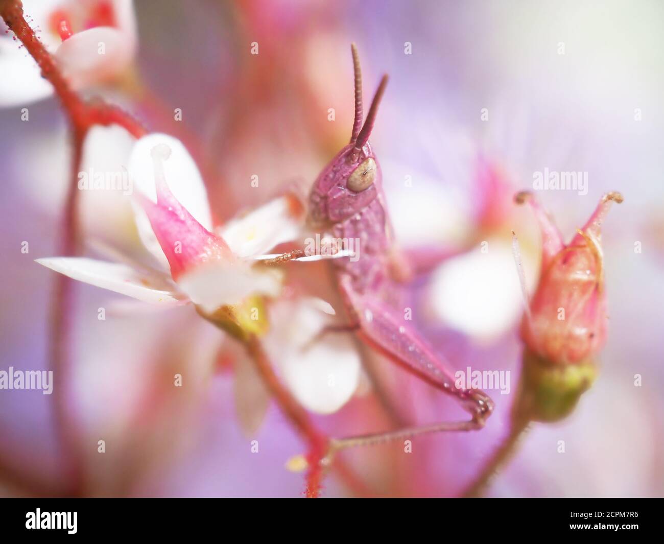 pink grasshopper on flowers in the park Stock Photo - Alamy