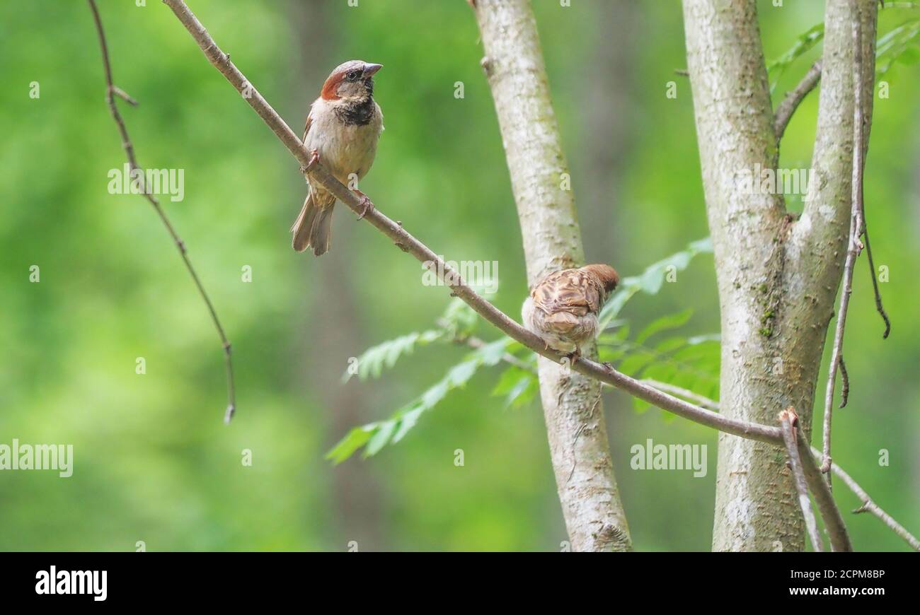 Sparrows in the rain hi-res stock photography and images - Alamy