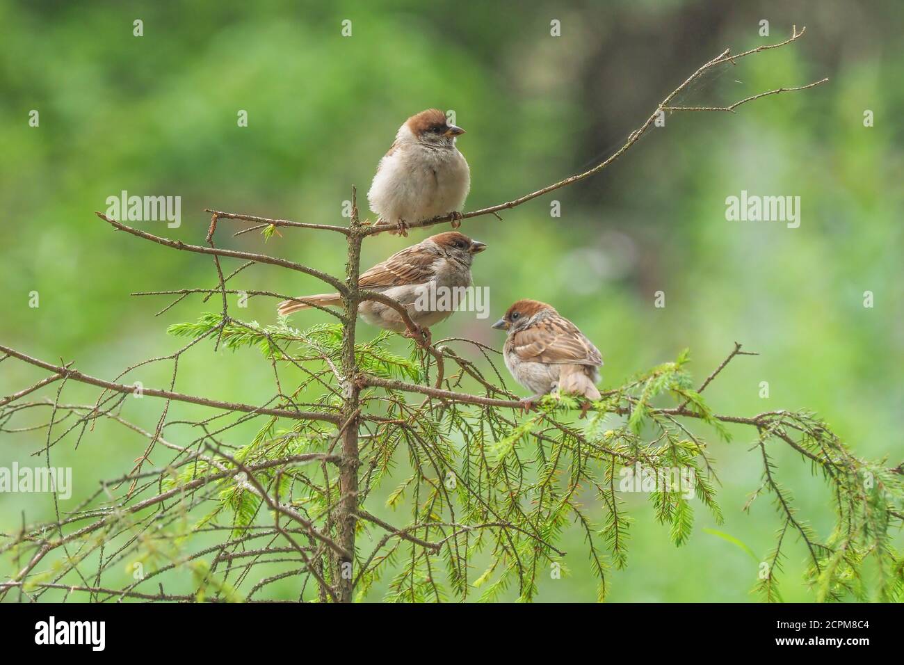 Family sparrows in sunny hi-res stock photography and images - Alamy
