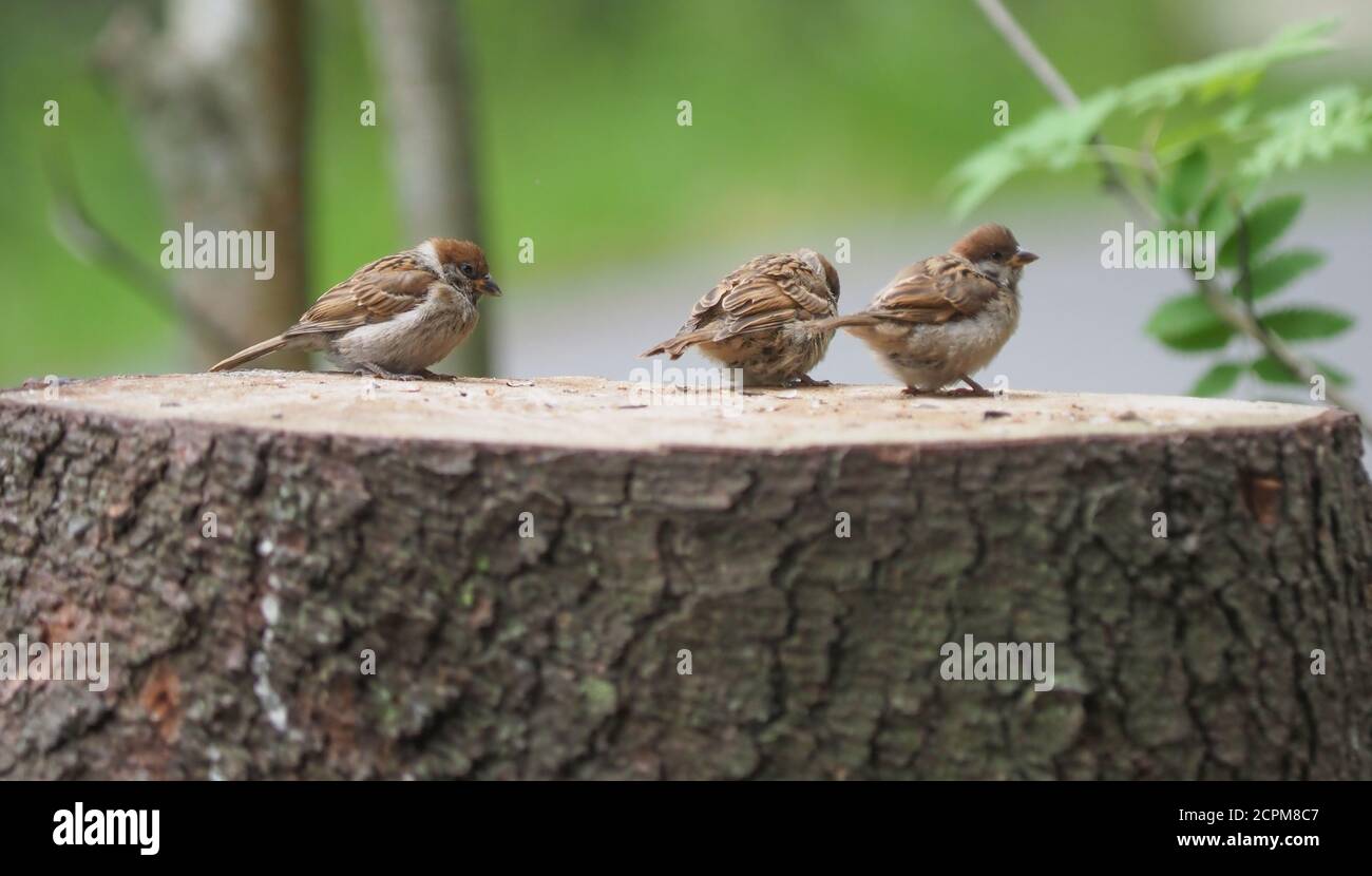 Family sparrows in sunny hi-res stock photography and images - Alamy