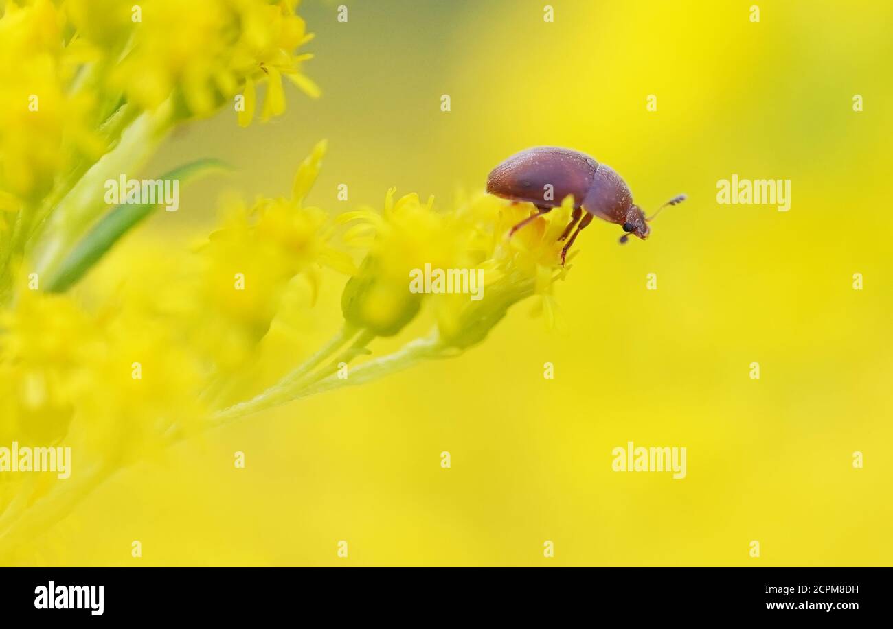 Goldenrod leaf beetle hi-res stock photography and images - Alamy