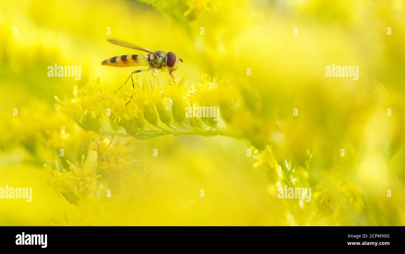 Golden rod plant insect hi-res stock photography and images - Alamy