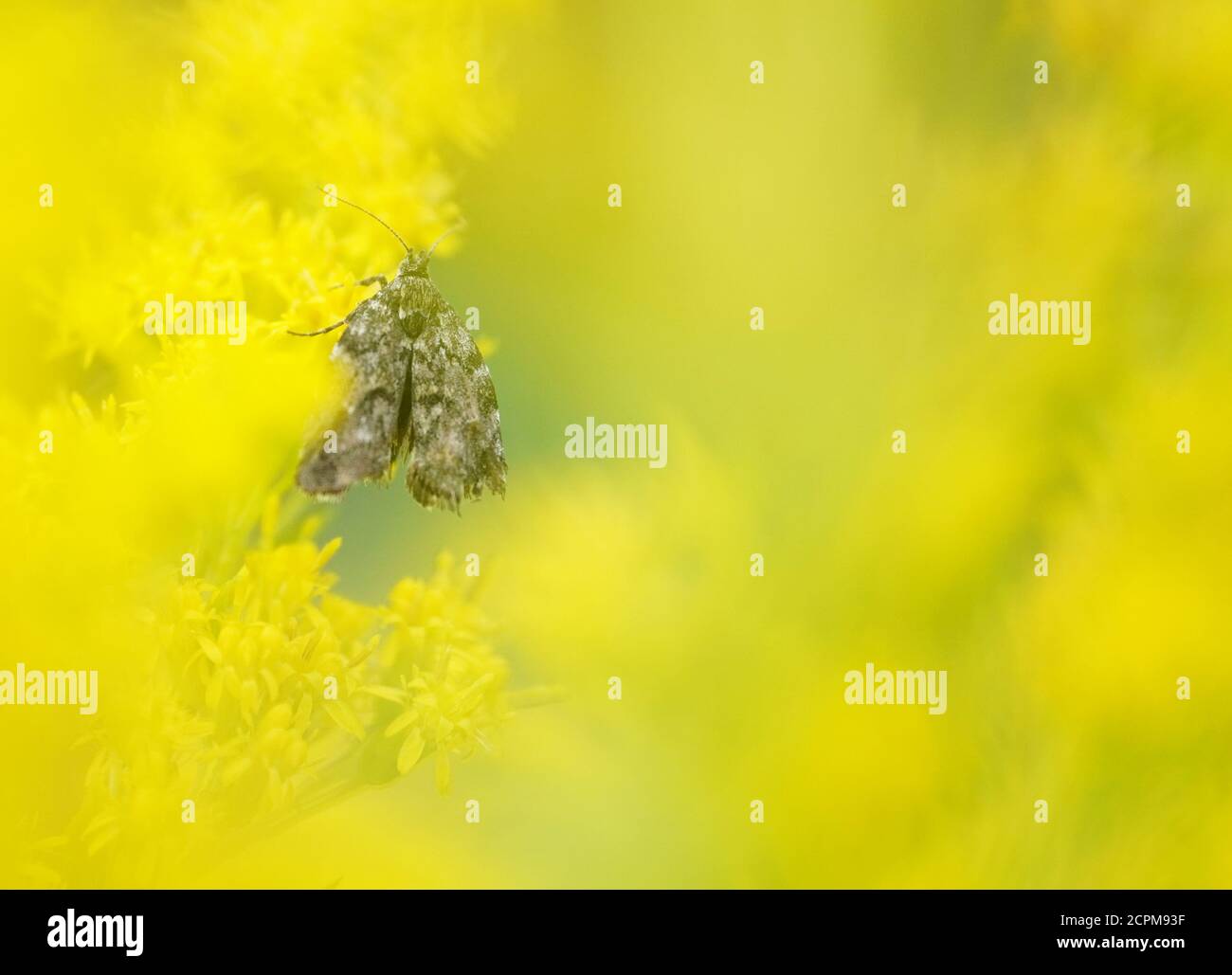 night butterfly on flowers golden rod Stock Photo - Alamy