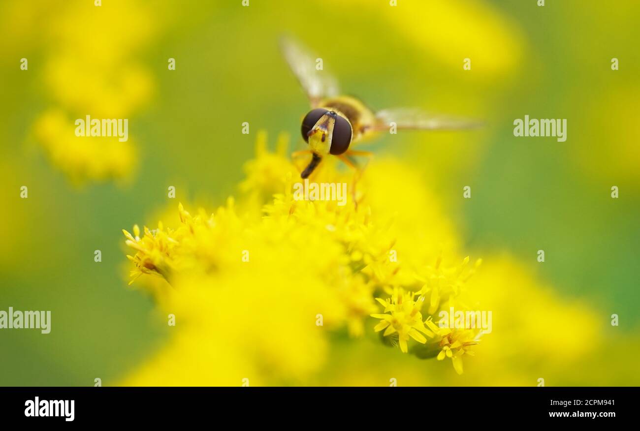 Golden rod plant insect hi-res stock photography and images - Alamy