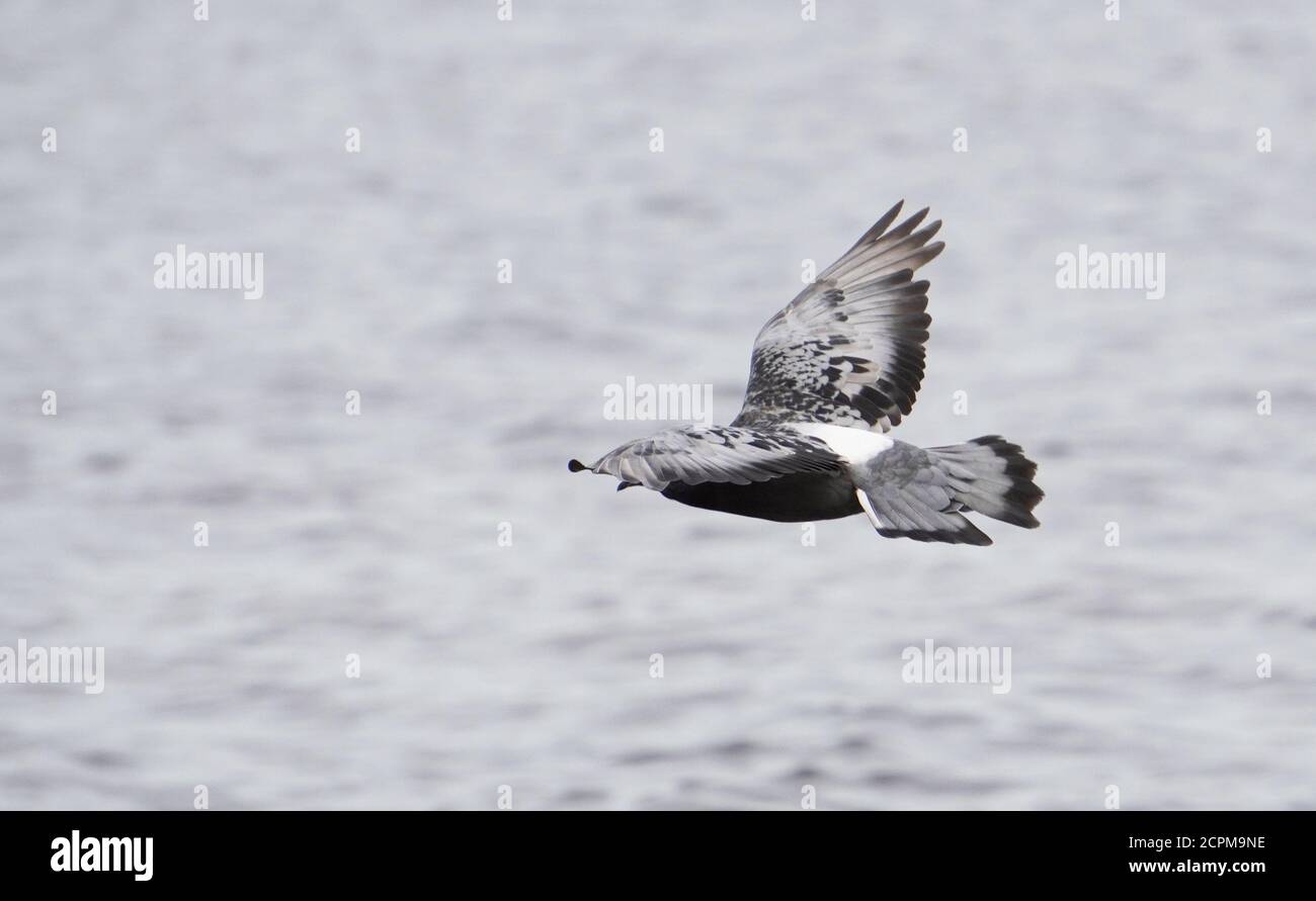 dove in flight against the background of water Stock Photo - Alamy