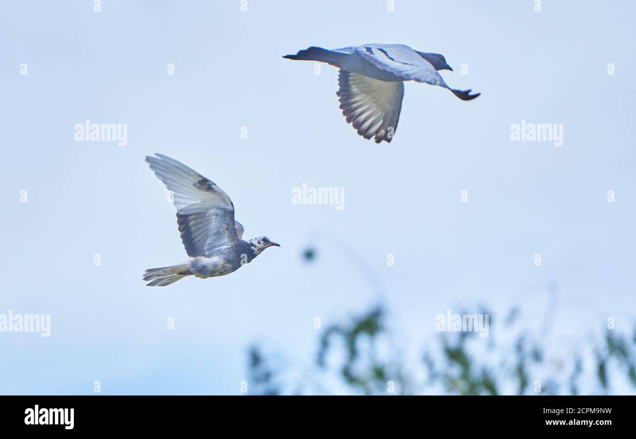 Dove spring formation hi-res stock photography and images - Alamy