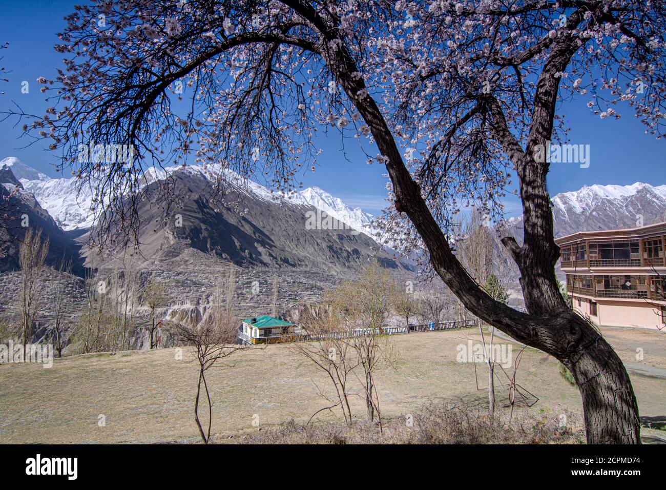 land scape photography od spring , cherry blossom and apricot blossom ...