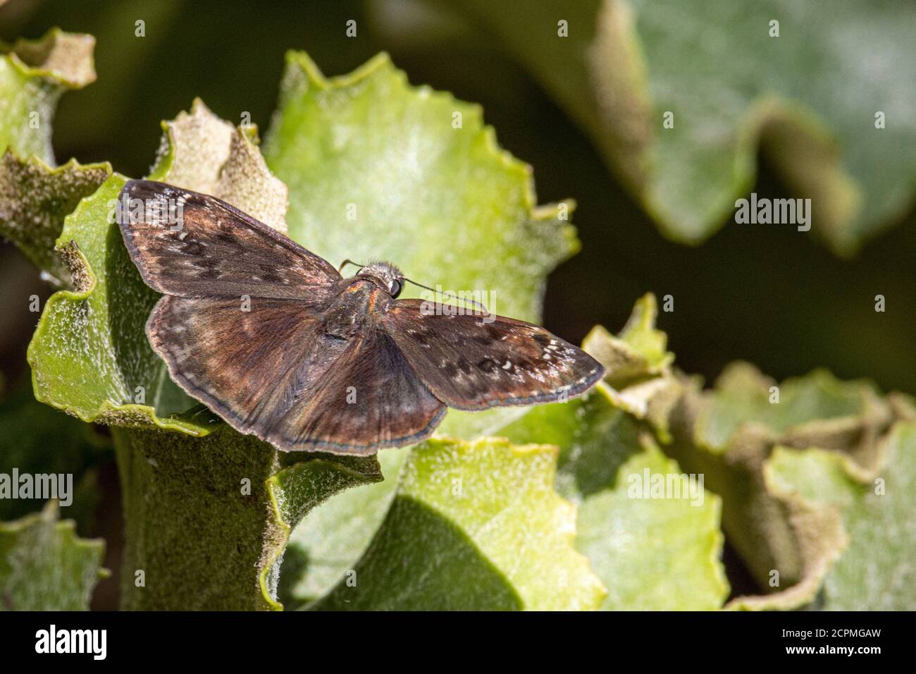 Juvenal's Duskywing butterfly Stock Photo - Alamy