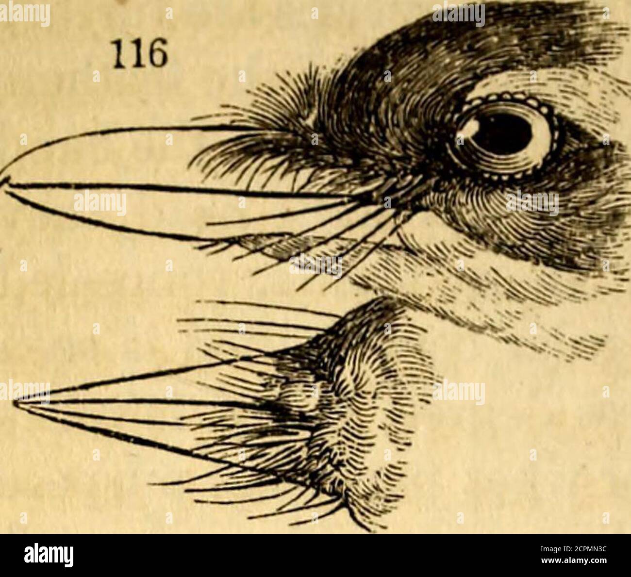. On the natural history and classification of birds . heir bill both ...