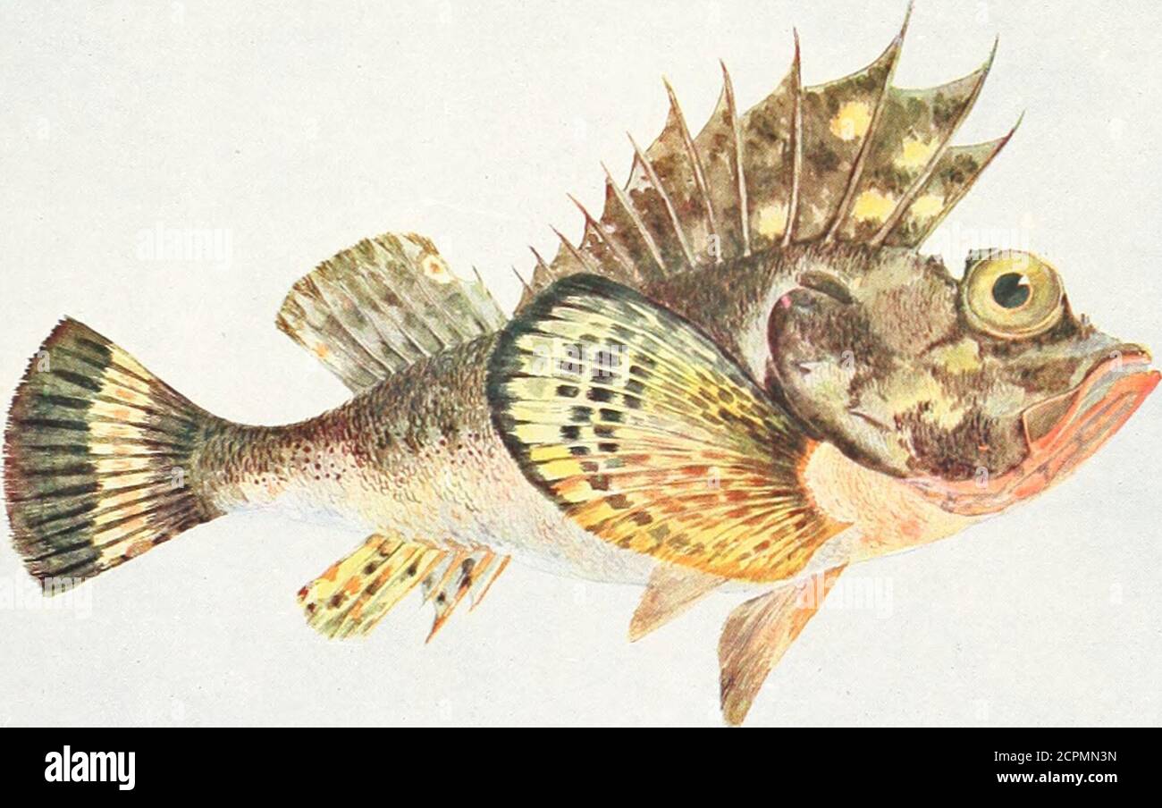 Western australian scarlet rock cod hi-res stock photography and images ...