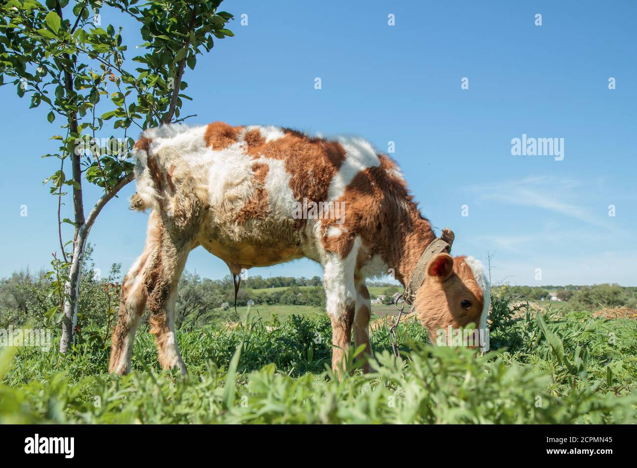 Young soiled bull with an iron chain on a backdrop of a rural landscape ...
