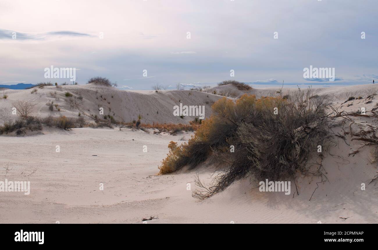 View of White Sands National Park gypsum sand dunes with vegetation ...