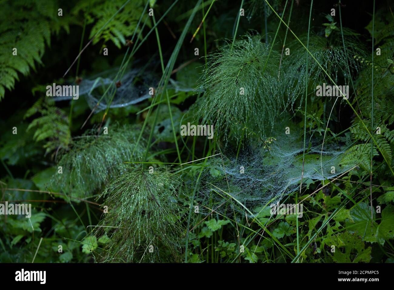 Closeup of spider webs on greenery bushes in a forest under the lights ...