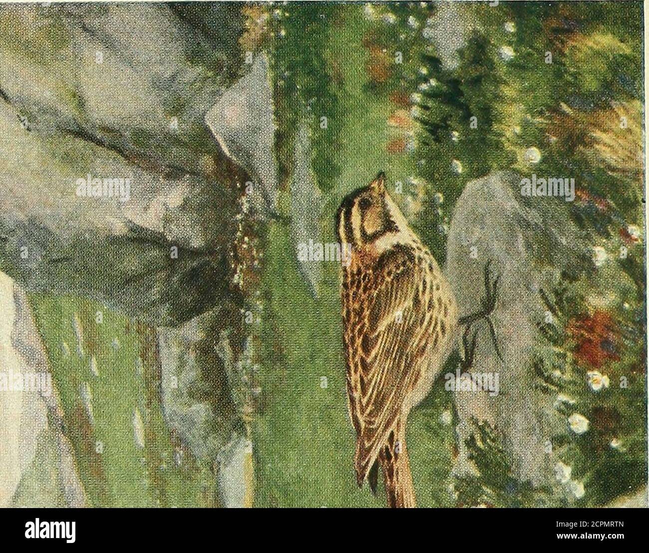 . Bird lore . w Stock Photo - Alamy