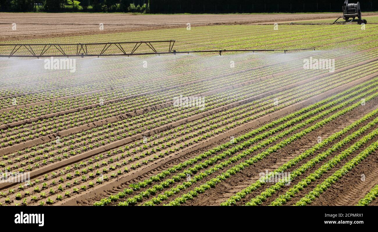 automatic irrigation system to water the green lettuce sprouts on the ...