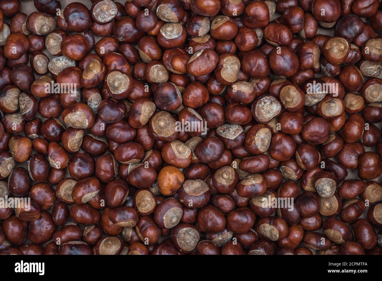 Conker tree trees hi-res stock photography and images - Alamy