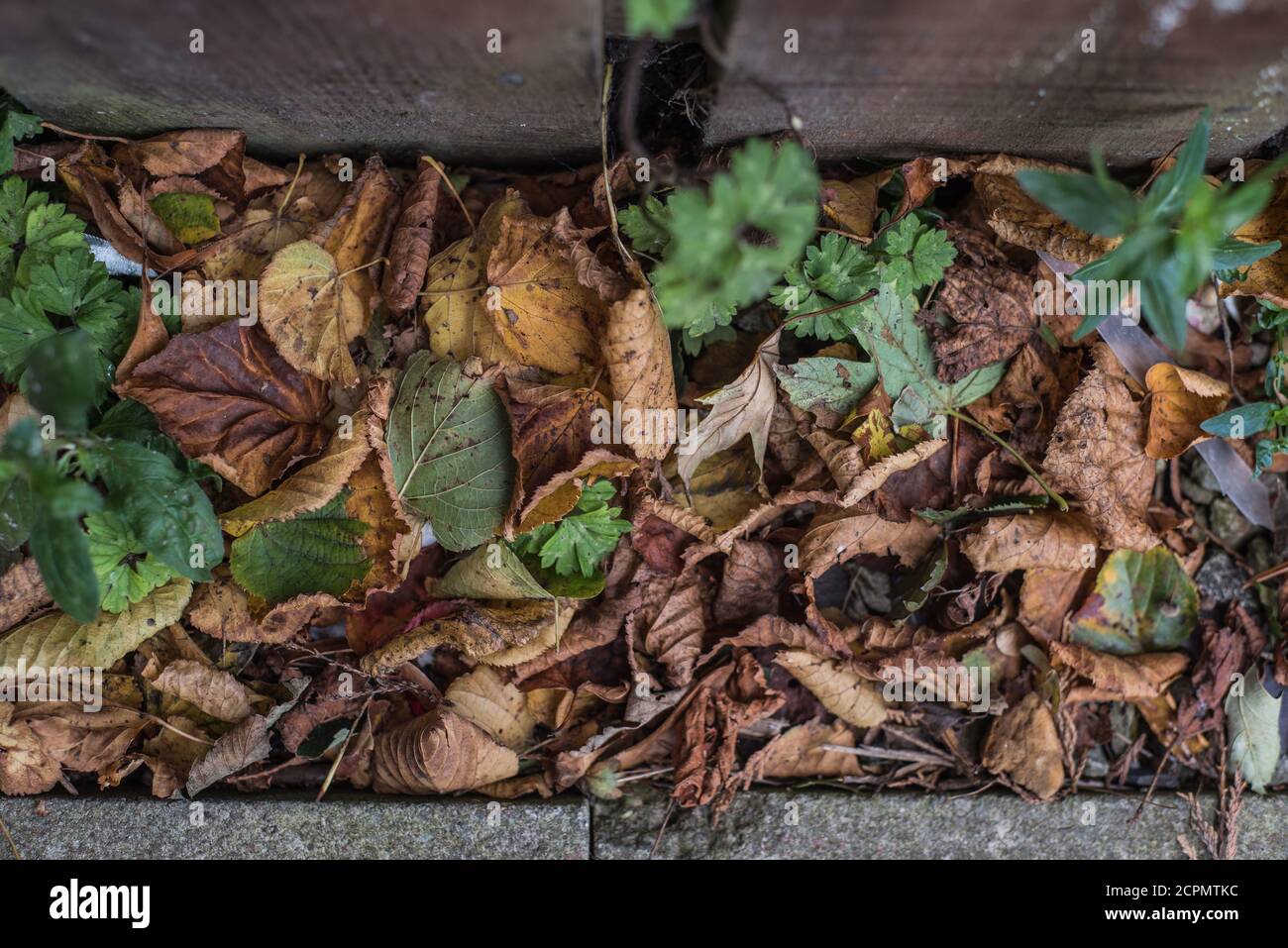Green leaves from above hi-res stock photography and images - Alamy