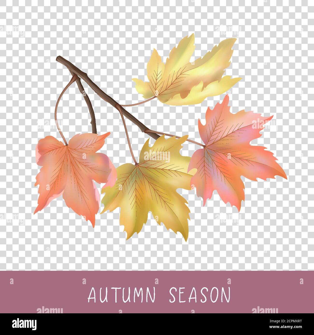 Branch close up Stock Vector Images - Alamy