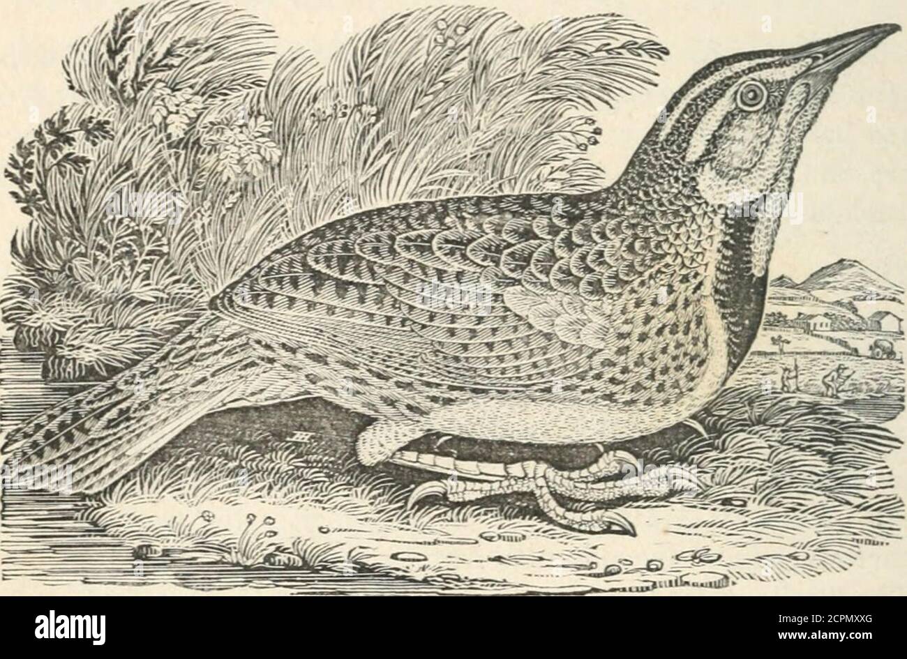 Bns birds hi-res stock photography and images - Alamy